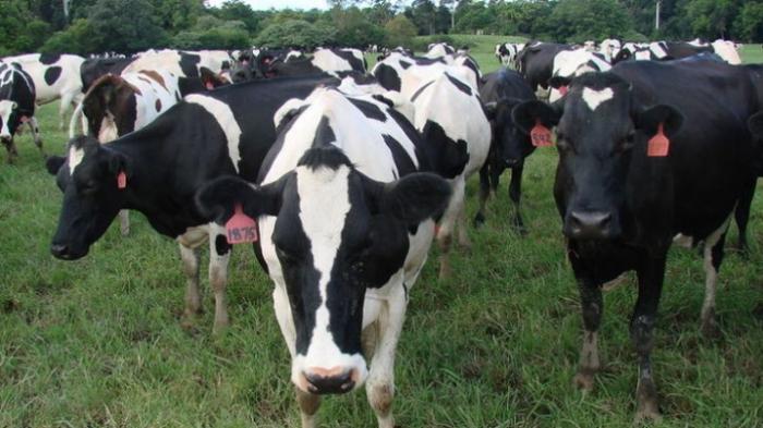 Lima Tahun Lagi Indonesia Miliki Sapi Wagyu - Tribunjambi.com