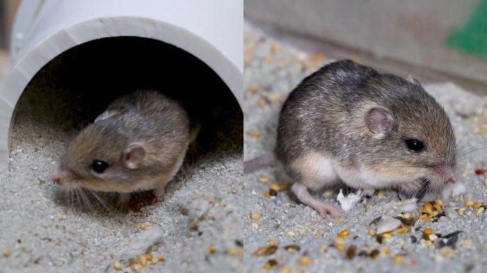 Tikus Tertua di Dunia Peraih Guinness World Record dari Calofornia ...