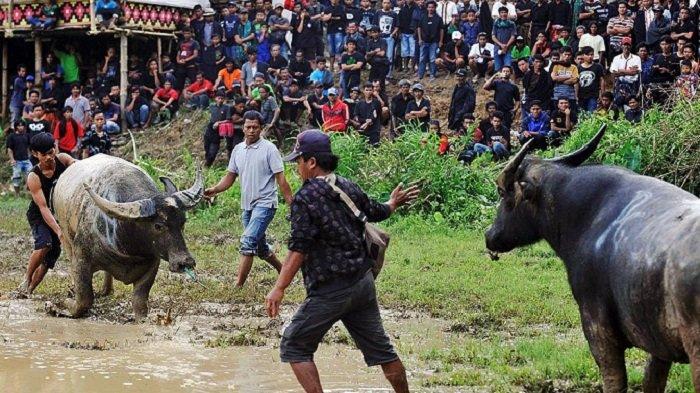 Masyarakat Batang Asai Jambi Pertahankan Budaya Mantai Kerbau Menyambut ...