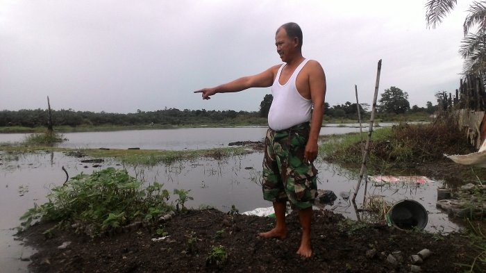 Hujan Deras, Puluhan Hektar Sawah Terendam Banjir dan Gagal Panen - Tribunjambi.com