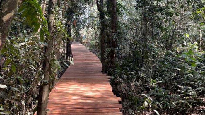 Membangun Kembali Ekowisata Hutan Gambut Pematang Rahim Tanjabtim Jambi ...