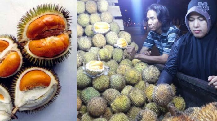 Lihat Buah Mirip Durian Ini, Hanya Ditemukan di Pulau Kalimantan - Tribunjambi.com