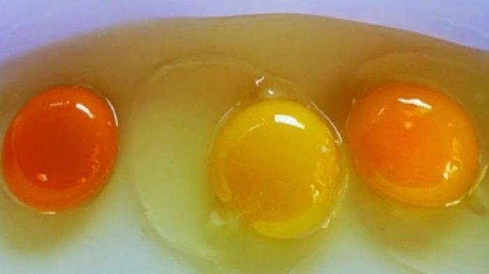 Beda pada Warna Kuning Telur Ternyata Berbeda Pula Nutrisinya, Ini ...