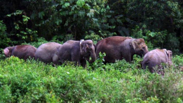 Gajah Melintas di Perkebunan Warga di Suban Tanjabbar Jambi, BKSDA ...