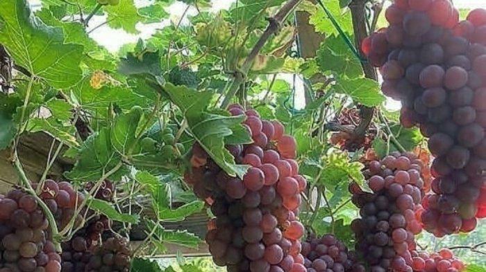 Renungan Harian Kristen - Menjadi Ranting yang Berbuah Baik ...