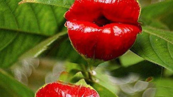 Jangan Kaget! Bunga Ini Mirip dengan Bagian Tubuh Manusia! Mitos atau ...