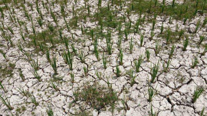 Arti Mimpi Kemarau Simbol Kehilangan hingga Masa Sulit - Tribunjambi.com