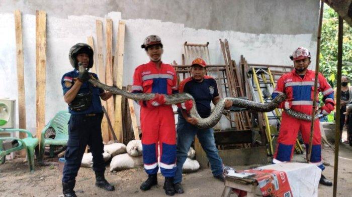 Curah Hujan Tinggi, Dalam Sehari Damkar Kota Jambi Evakuasi Dua Ular ...