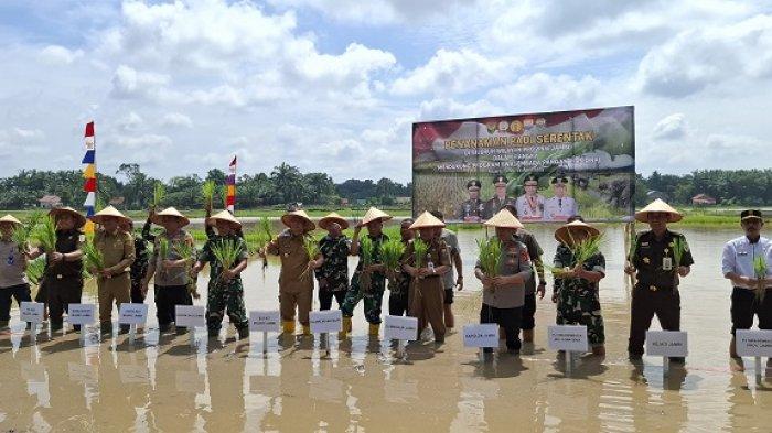 Tanam Padi Serentak di Desa Tunas Mudo, Muaro Jambi Siap Jadi Swasembada Pangan Nasional 2025 ...