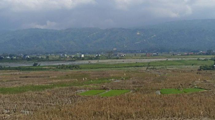 Puluhan Hektar Sawah di Kerinci Jambi Rusak Gara-gara Galian C - Tribunjambi.com