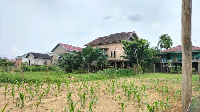 Sering Gagal Panen, Hasil Pertanian di Penyengat Rendah Tergantung ...