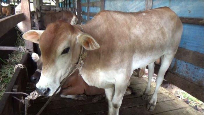 Stok Hewan Kurban di Tanjab Barat Jelang Idul Adha Tercukupi - Tribunjambi.com