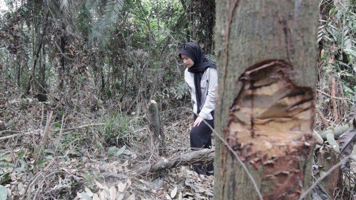 Hutan Lindung Gambut Sungai Sungai Buluh Dikavelingi, Terjadi Perambahan dan Pembalakan ...