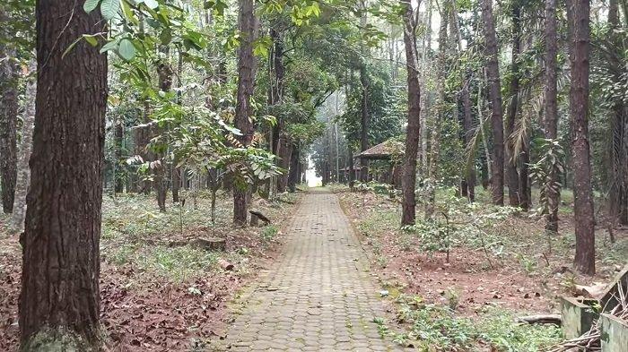 Wisata Hutan Pinus, Menawarkan Pemandangan Alam nan Asri di Kota Jambi ...