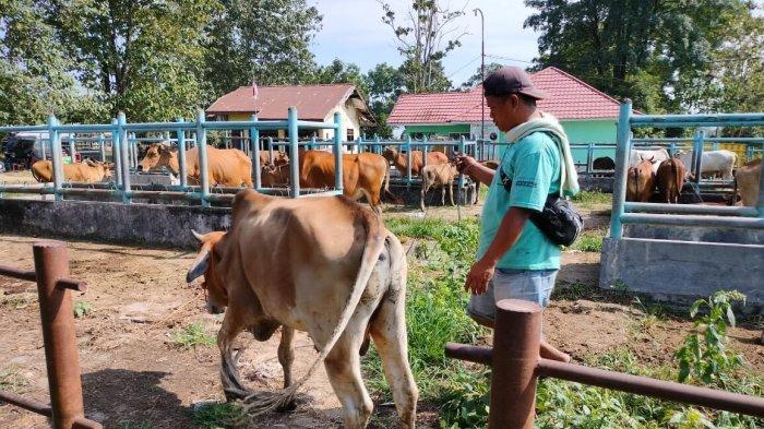 Rencana Pasar Ternak Muara Bulian Kembali Dibuka, Disdagkop UKM ...