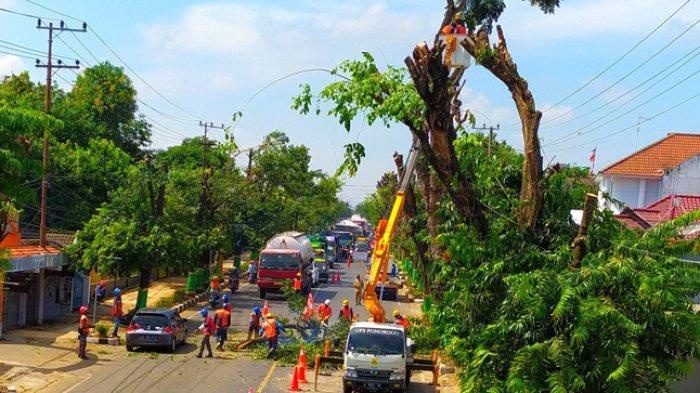 60 Persen Gangguan Listrik di Batanghari Akibat Pohon, Ini Kata PLN ...