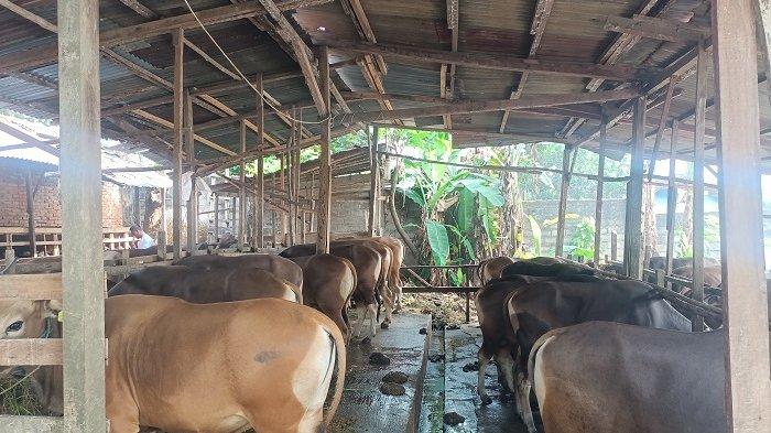 Pemkot Jambi Pastikan Stok Hewan Kurban Aman Jelang Idul Adha - Tribunjambi.com