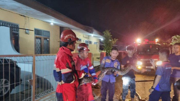 Heboh Warga Paal V Jambi Temukan Ular Piton Seberat 40 Kilogram saat ... Heboh Warga Paal V Jambi Temukan Ular Piton Seberat 40 Kilogram saat ...