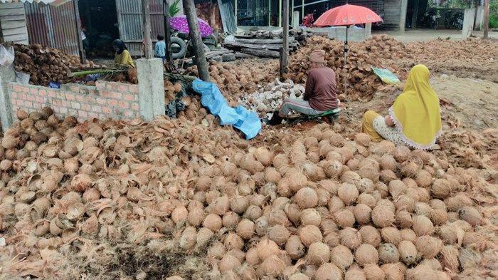 Harga Pinang dan Kelapa di Tanjung Jabung Barat Turun, Paling Tinggi ...