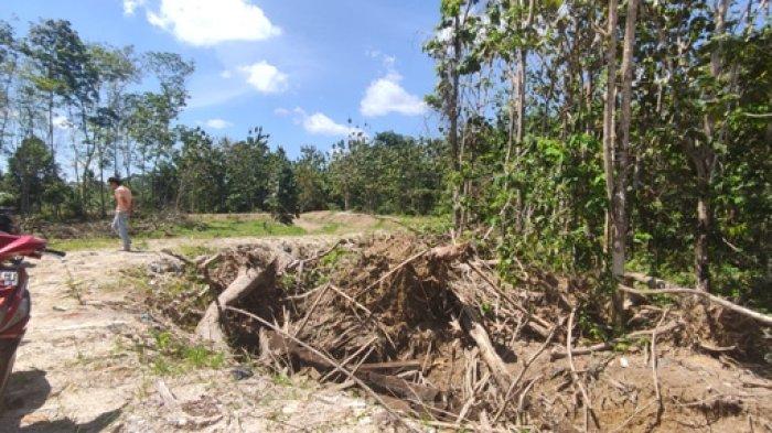 Puluhan Pohon Jati Warga Pelawan Sarolangun Rusak, Buntut Proyek ...