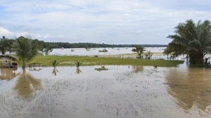 Banjir Terjang Sawah di Tebo Jambi, Ratusan Hektare Padi Terancam Gagal Panen - Tribunjambi.com