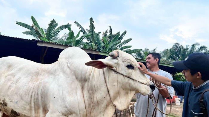 Sapi Brahman Cross Asal Batang Hari Jambi Dipilih Jadi Kurban Presiden RI - Tribunjambi.com