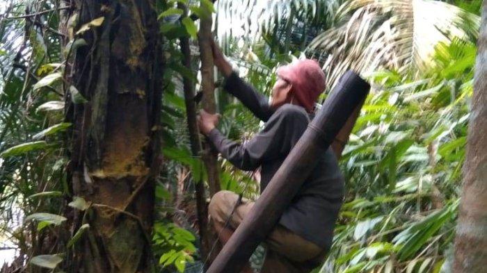 Melihat Proses Pembuatan Gula Aren dari Nira di Bungo - Tribunjambi.com