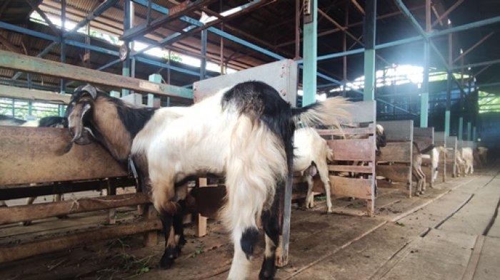 Kambing Kacang dan Rambon, Hewan Kurban Paling Dicari Tersedia di Putra ...