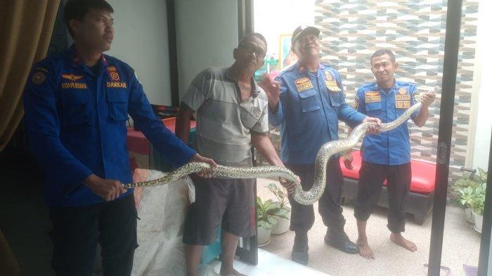 Warga Perumahan Aurduri Kaget Lihat Kepala Ular Muncul di Pipa Air ...