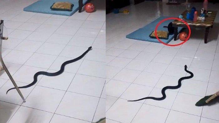 Viral Wanita Kaget Saat Sahur Kedatangan Ular Hitam: Anak-anak Sedang ...