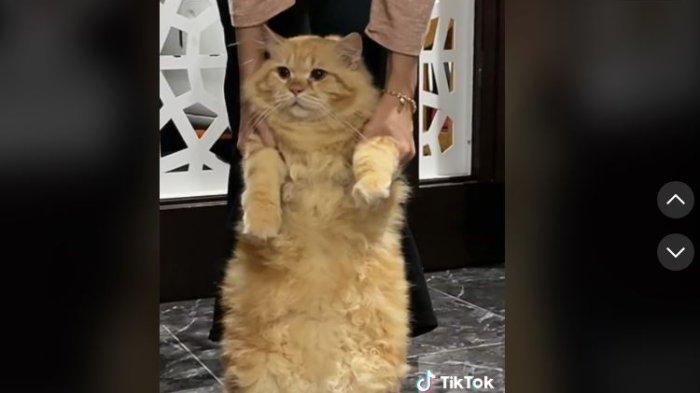 Viral di Tiktok, Kucing Orange Berjoget, Download Videonya di Snaptik ...