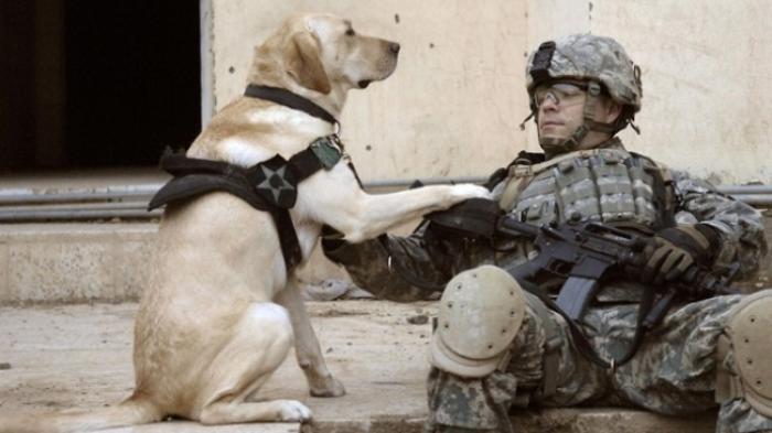 FOTO: Amerika Serikat Memberikan Anjing Militer Ini Hadiah Atas ...