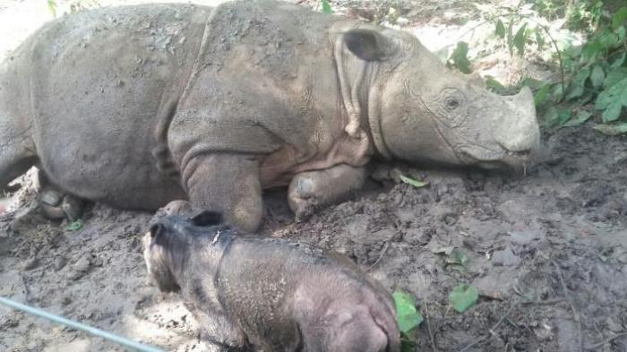 Keren, Ini Penampakan Anak Badak Badak Sumatera yang Lahir di Lampung ...