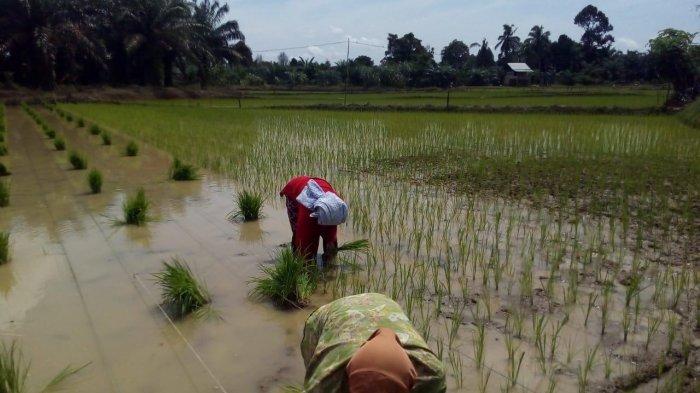 618 Ha Lahan Pertanian di Jambi Gagal Panen Akibat Banjir - Tribunjambi.com