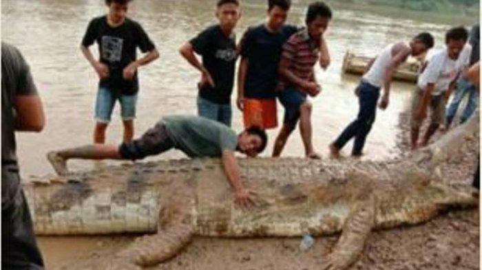 MENGERIKAN, Buaya Raksasa Serang Nelayan: Warga Tak Percaya Melihat Hal ...