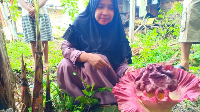 Bunga Bangkai Tumbuh di Pekarangan Bungo Sempat Jadi Tontonan Warga ...