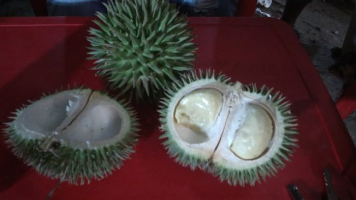 FOTO: Durian Hutan, Terkenal Mungil Tapi Nikmat Hingga Banyak Dicari ...