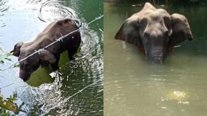 Gajah Hamil Ini Mati Setelah Berendam di Sungai, Ternyata Ini ...
