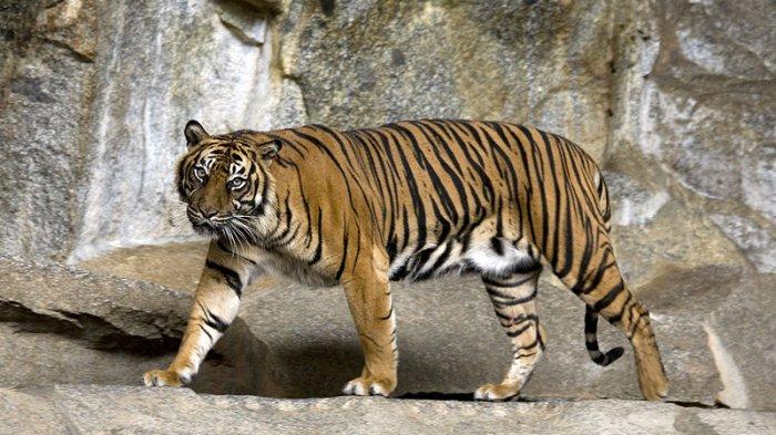 Auman Harimau di Danau Kaco Kerinci Menggelegar, Wisatawan Mundur ...