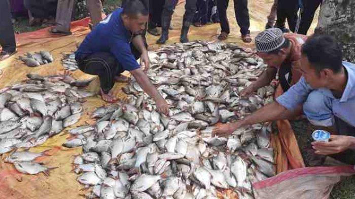 Tradisi Buka Lubuk Larangan di Rantau Pandan, Baung Hingga Gurame ...