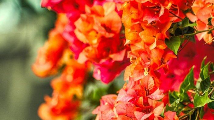 Cara Membuat Tanaman Rajin Berbunga dengan Micin dan Gula - Tribunjambi.com