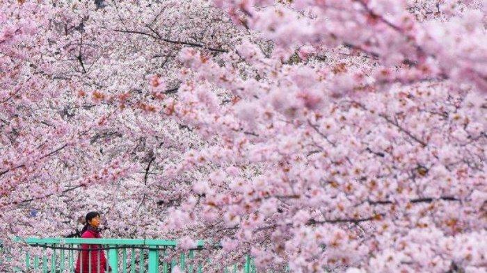 Filosofi Jepang yang Populer Bisa Diterapkan agar Hidup Lebih Nyaman ...