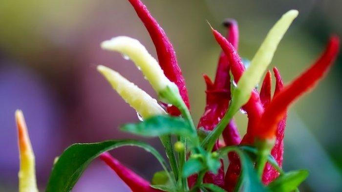 Cara Memilih Benih Cabai, Pilih Varietas yang Cocok dengan Lokasi ...