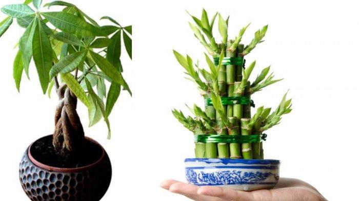 Rekomendasi Tanaman yang Dipercaya Membawa Keberuntungan, Ada Bambu ...