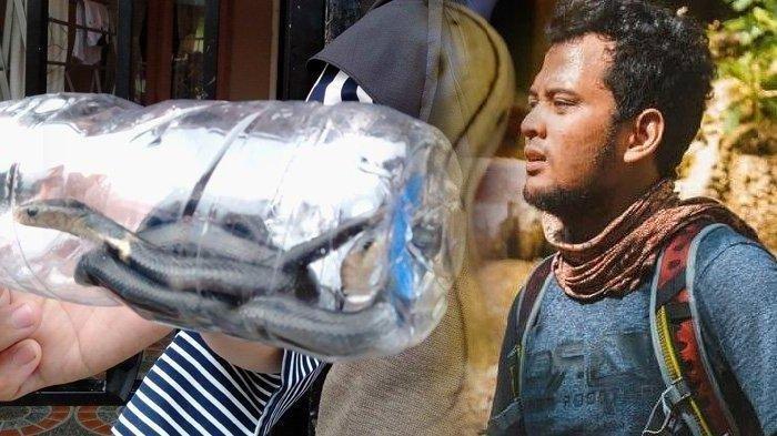 Ular Kobra di Pemukiman Bikin Resah, Panji Petualang Ungkap Penyebab ... Ular Kobra di Pemukiman Bikin Resah, Panji Petualang Ungkap Penyebab ...