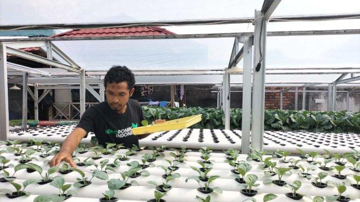 6 Tahun Bergelut dengan Hidroponik, Fery Kini Bisa Panen Sayur Setiap ...