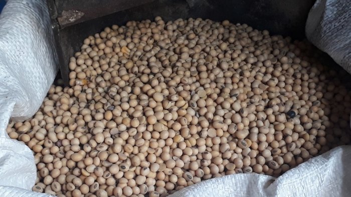 Melonjaknya Harga Kedelai di Pasaran Menurut Mentan Adalah Pelajaran ...
