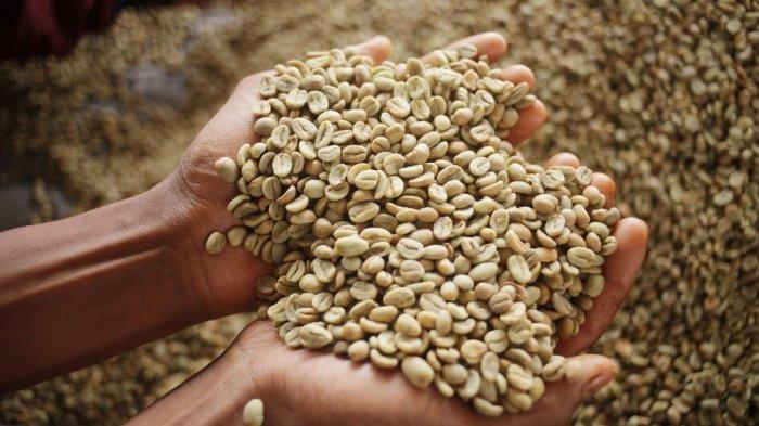 Kopi Jambi Raih Juara Pertama Jenis Arabica Washed dalam Kontes Kopi ...