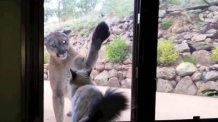 VIDEO: Kucing Rumahan Berhadapan dengan Singa, Lihat yang Terjadi ...