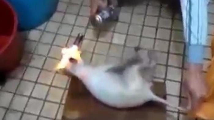 Biadab, Lelaki Ini Bakar Kucing Hidup hidup - Tribunjambi.com